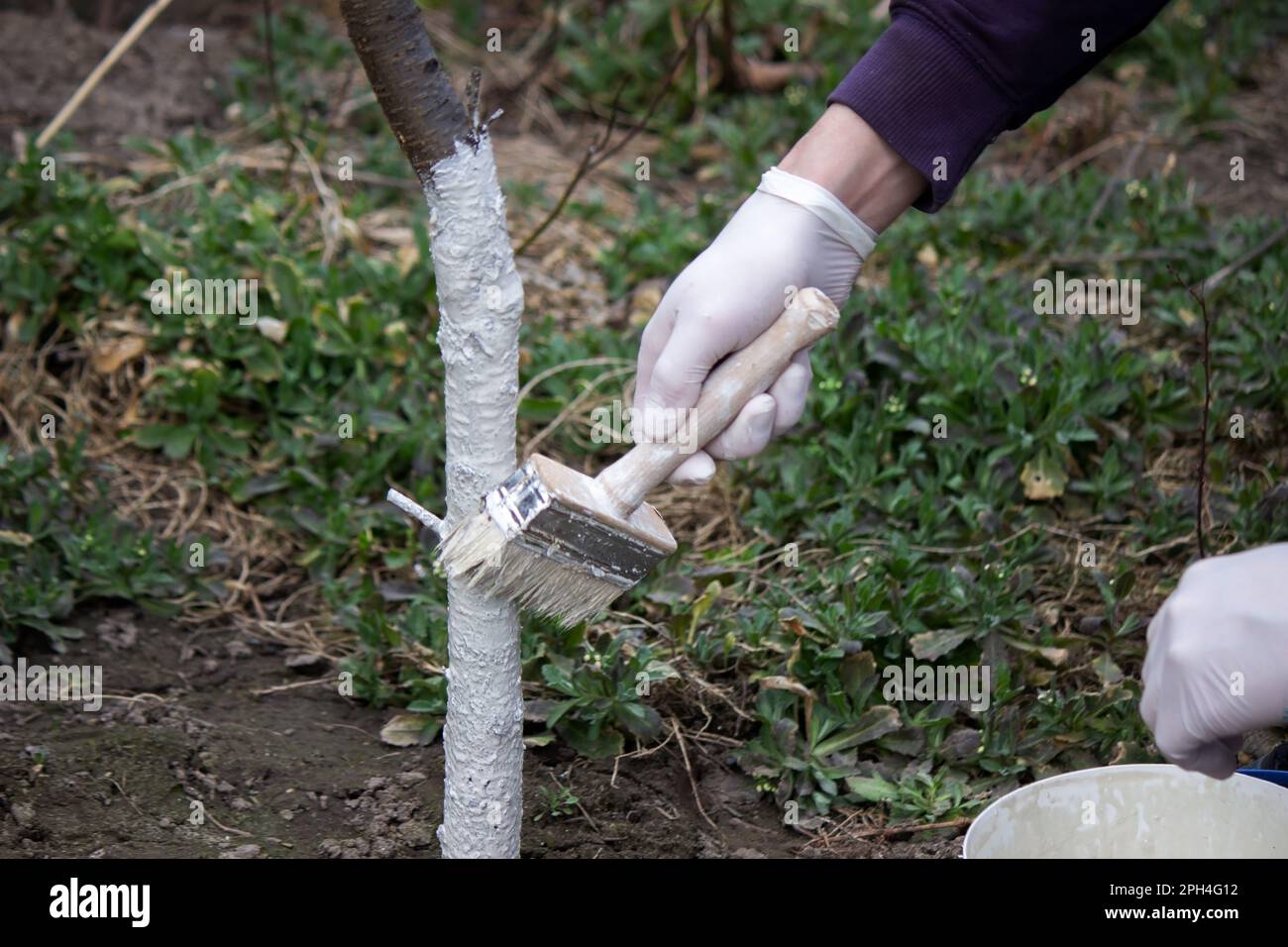 a male farmer covers a tree trunk with protective white paint against ...