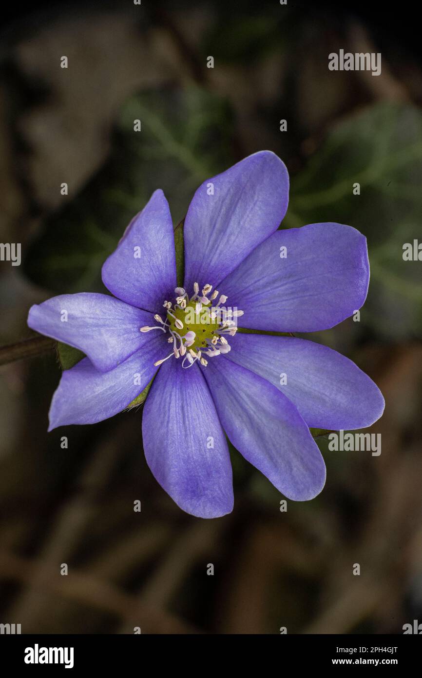 Liverwort plant hi-res stock photography and images - Alamy