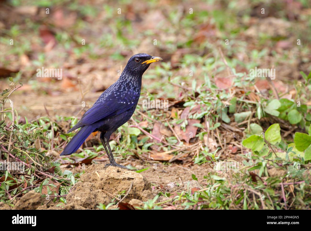 The blue thrush hi-res stock photography and images - Alamy