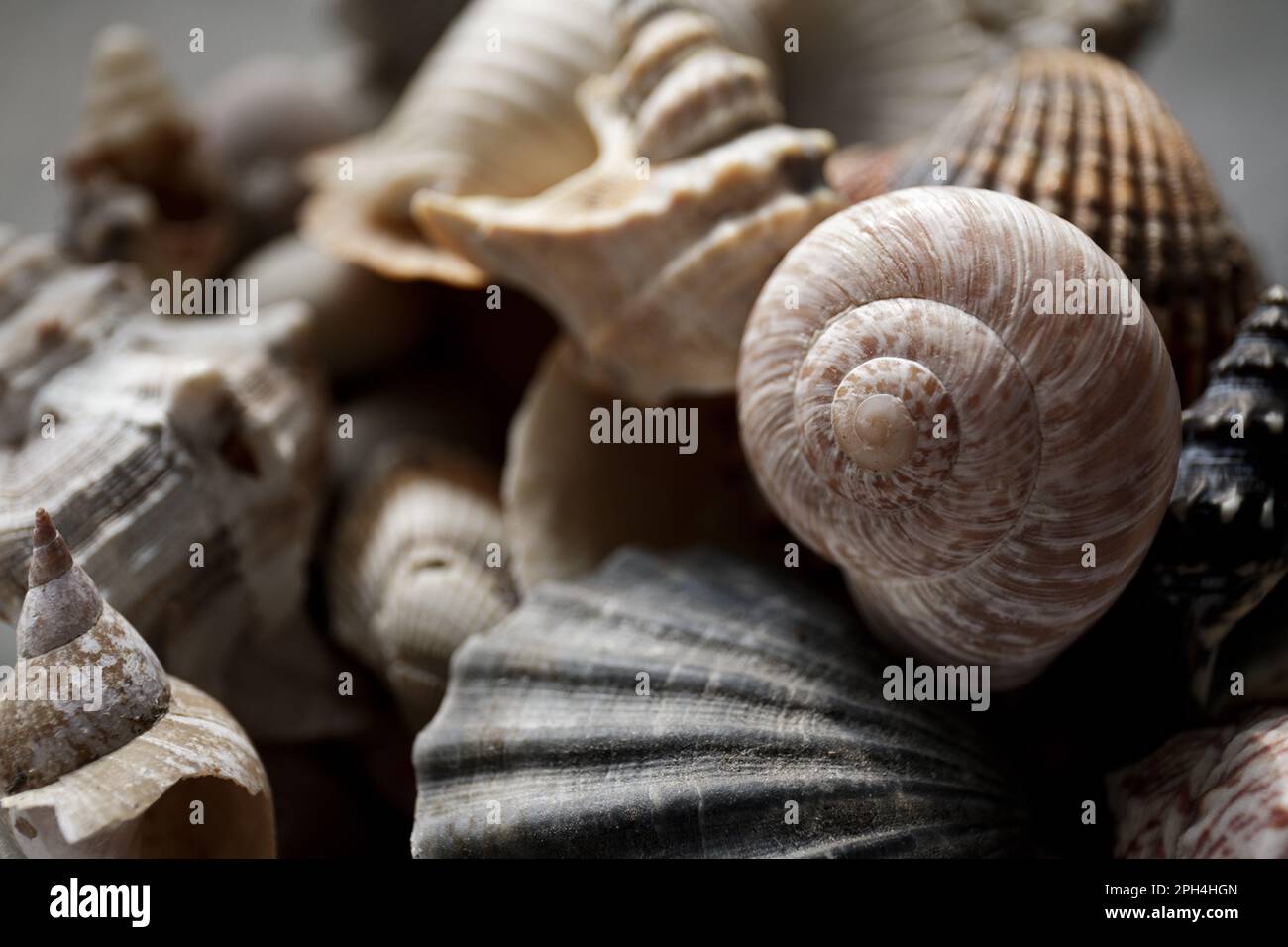 seashells. seashells. Mollusk shells. Seashell background. Texture of ...