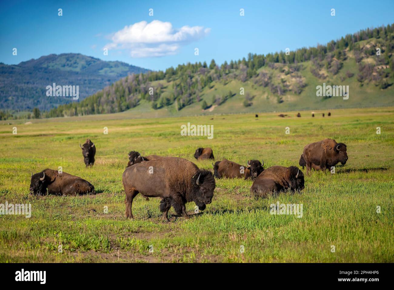 Bisons with landscape of yellow stone hi-res stock photography and ...