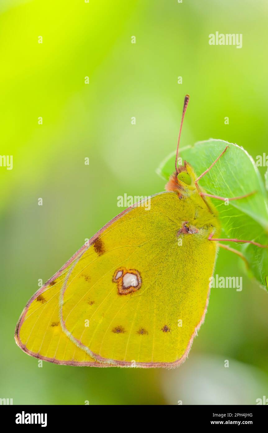 Clouded Yellow (Colias croceus) posed in the vegetation of a meadow in ...