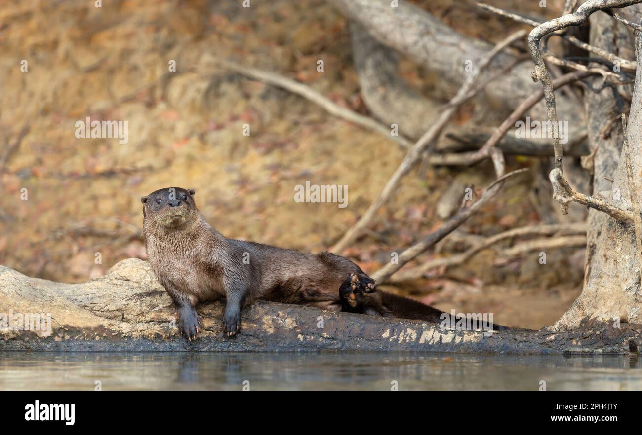 Close up of a neotropical otter lying on a falling tree on a riverbank ...