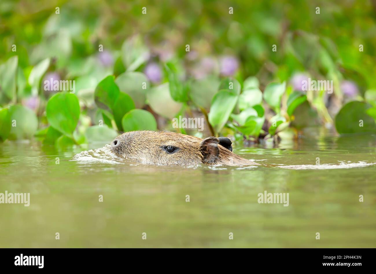 Capybara in a river hi-res stock photography and images - Alamy