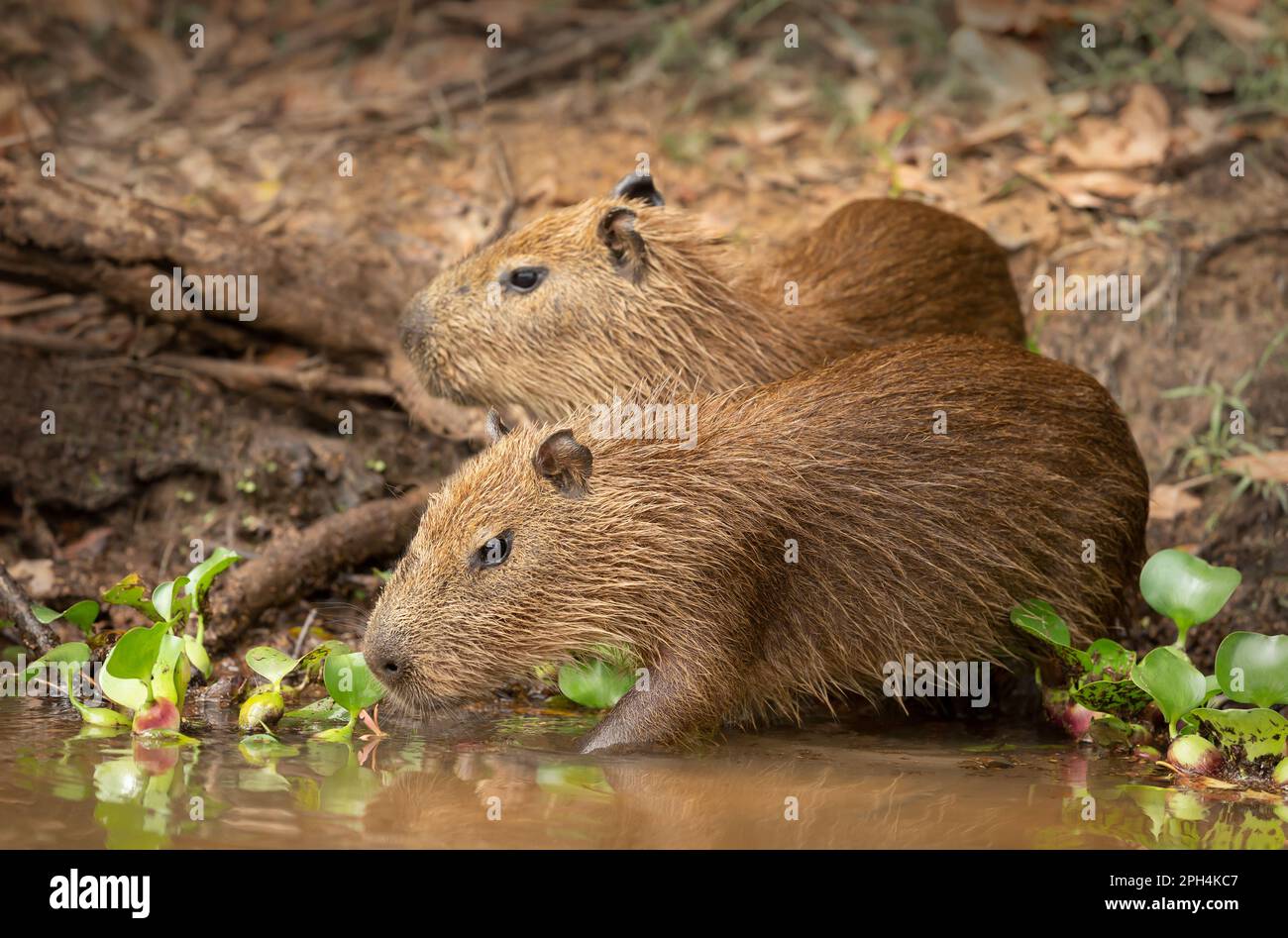 Capybaras on riverbank hi-res stock photography and images - Alamy