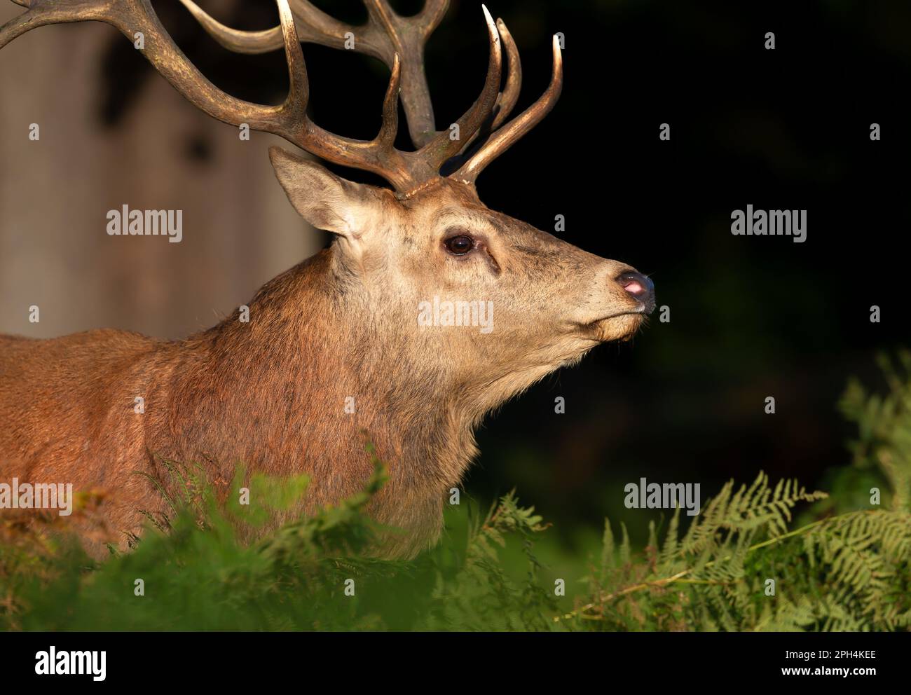 Portrait of a red deer stag against dark background, UK Stock Photo - Alamy