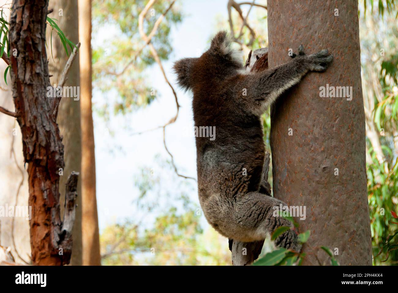 Wild Koala - Kangaroo Island Stock Photo - Alamy
