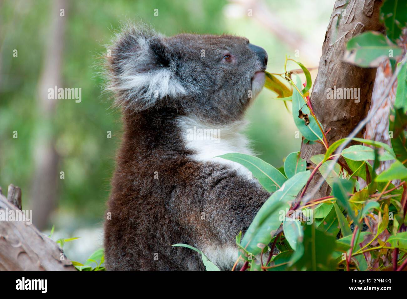 Wild Koala - Kangaroo Island Stock Photo - Alamy