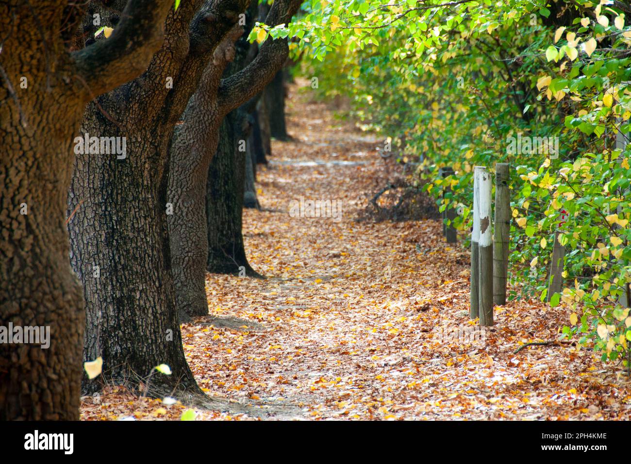 Autumn in Hahndorf - South Australia Stock Photo - Alamy