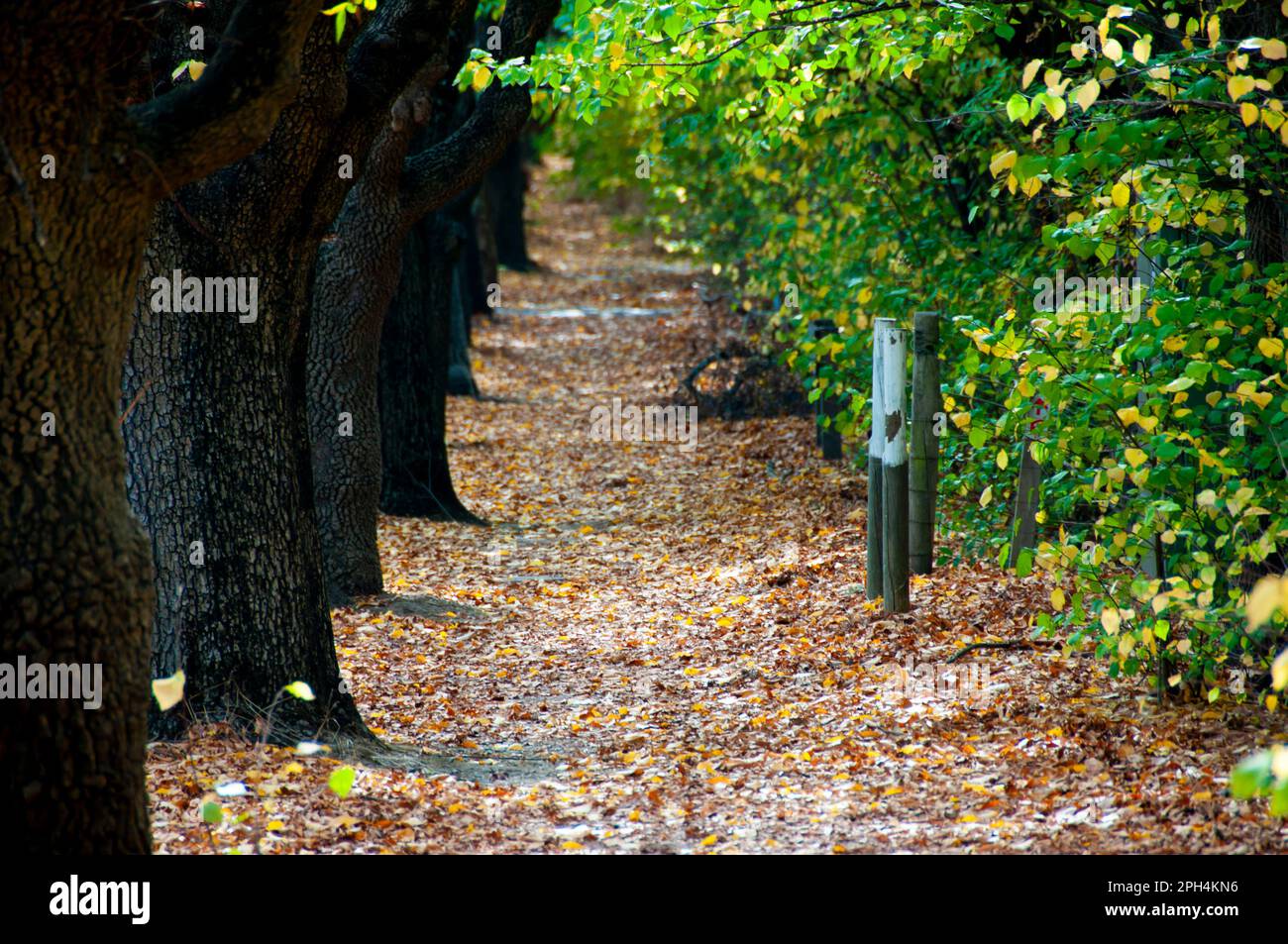 Autumn in Hahndorf - South Australia Stock Photo - Alamy