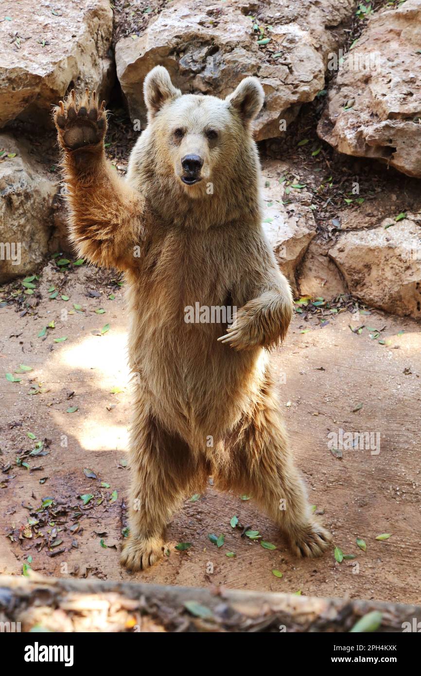 Bear pose hi-res stock photography and images - Alamy