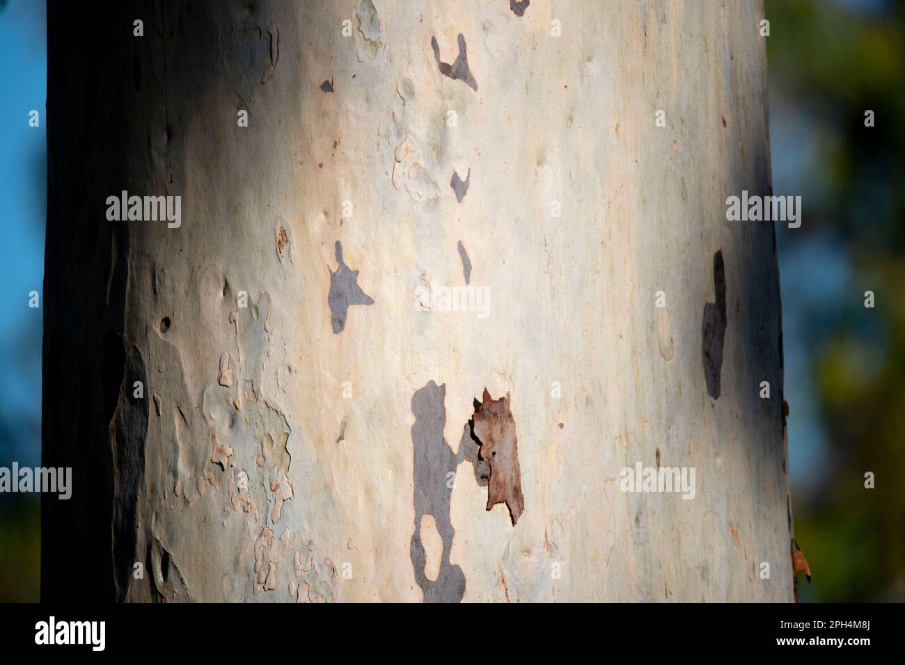 Bark of a Eucalyptus Tree Stock Photo - Alamy