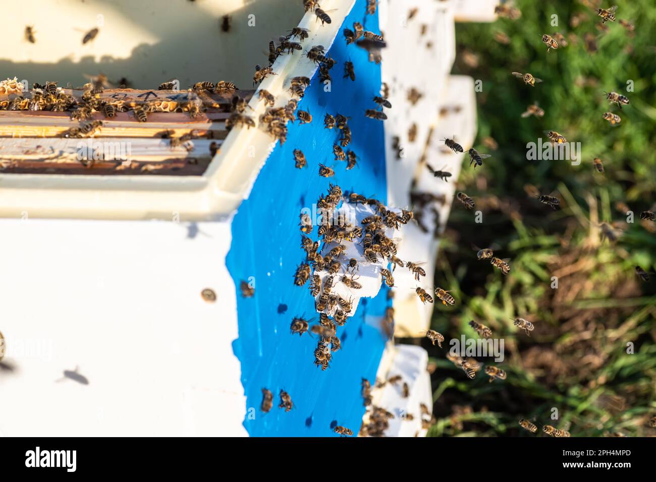 Bees at old hive entrance. Bees returning from honey collection to ...
