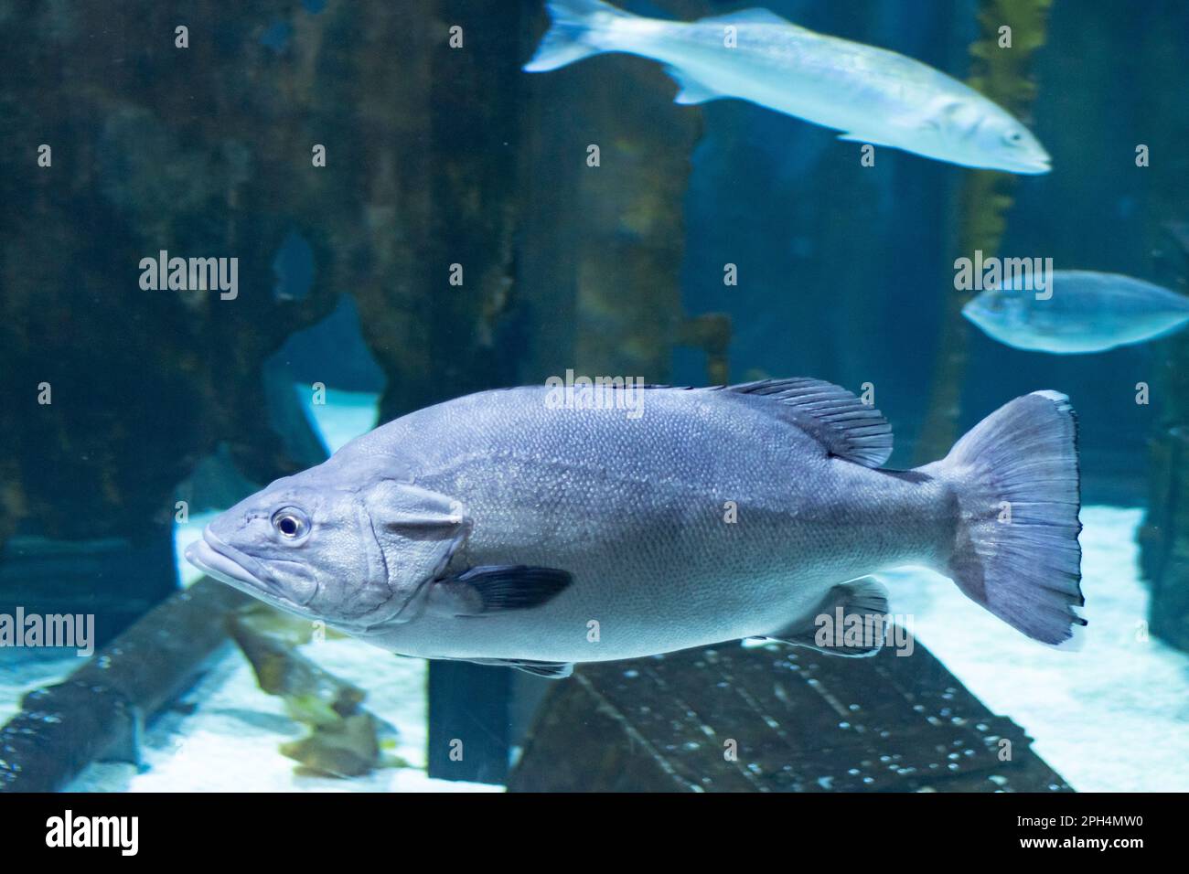 Wreckfish hi-res stock photography and images - Alamy