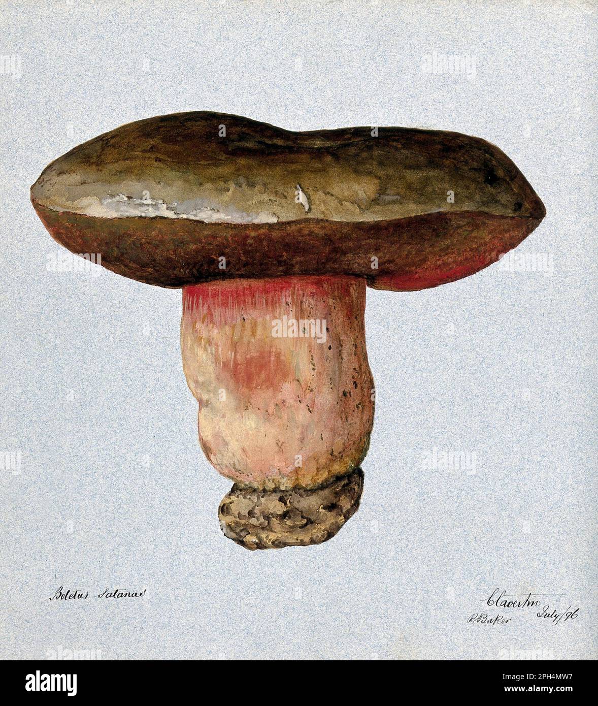 Rubroboletus satanas, commonly known as the Satan's bolete or the Devil ...