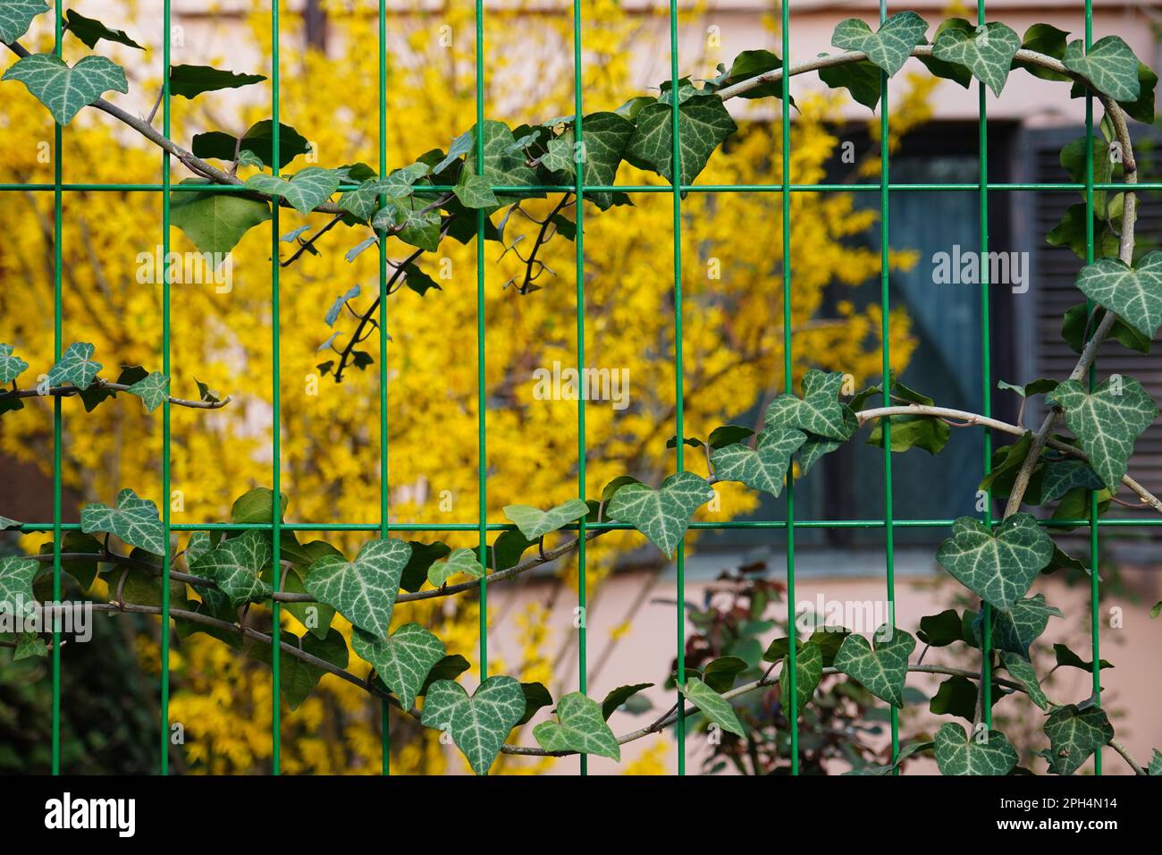 Green ivy rambling plant on grid wire fence with house window and small ...