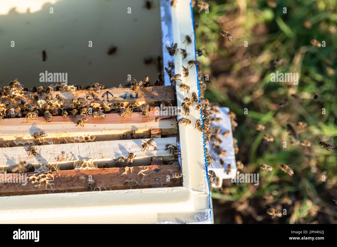 honey bees in a beehive filled with delicious honey on frames made of ...