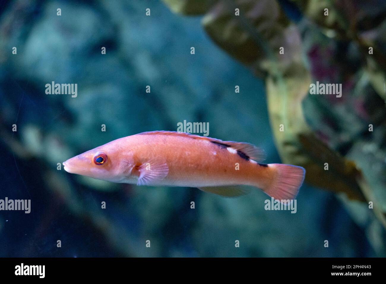 Cuckoo wrasse uk hi-res stock photography and images - Alamy