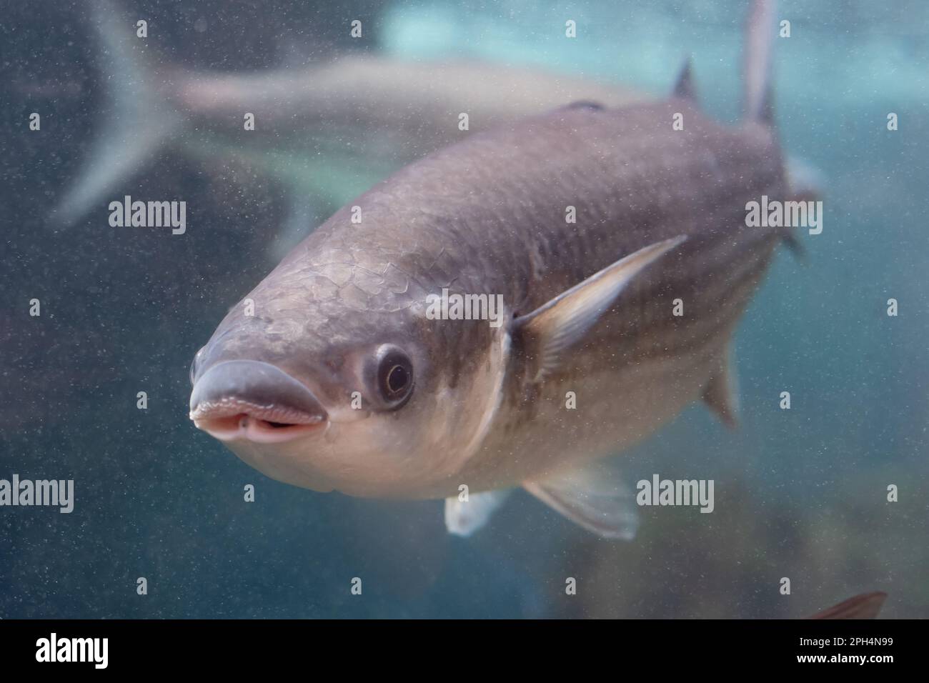 thick lipped mullet Stock Photo - Alamy