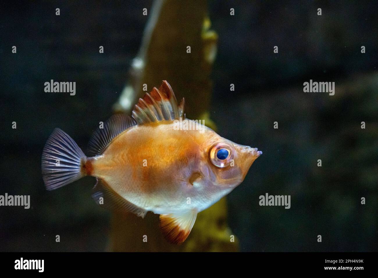 Boarfish hi-res stock photography and images - Alamy