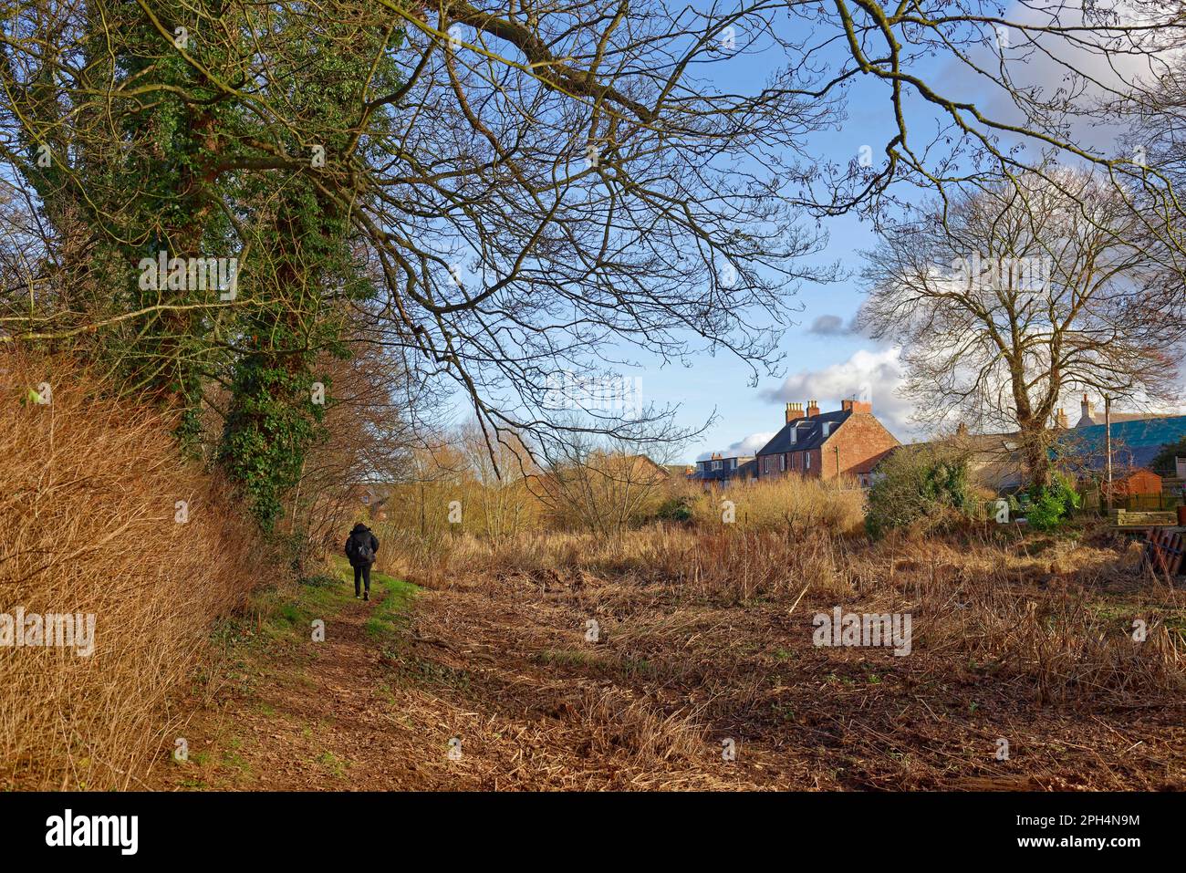 A lone Female Walker on the footpath on the edge of Friockheim Village ...