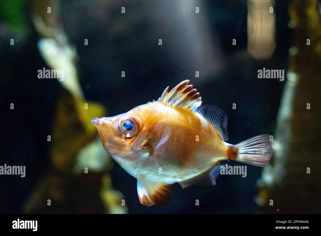 Boarfish hi-res stock photography and images - Alamy