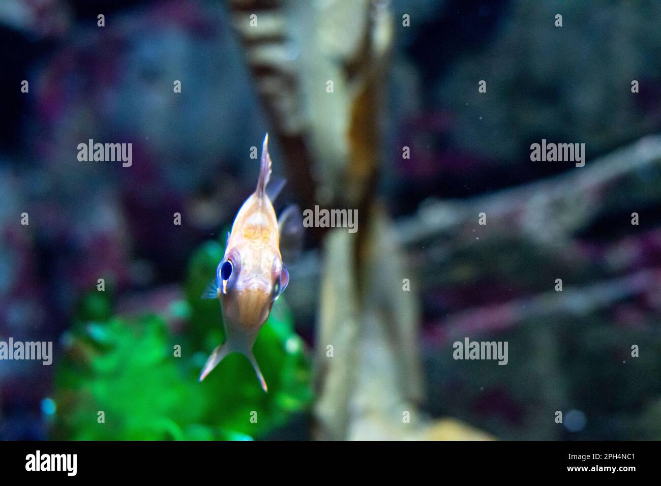 Boarfish hi-res stock photography and images - Alamy