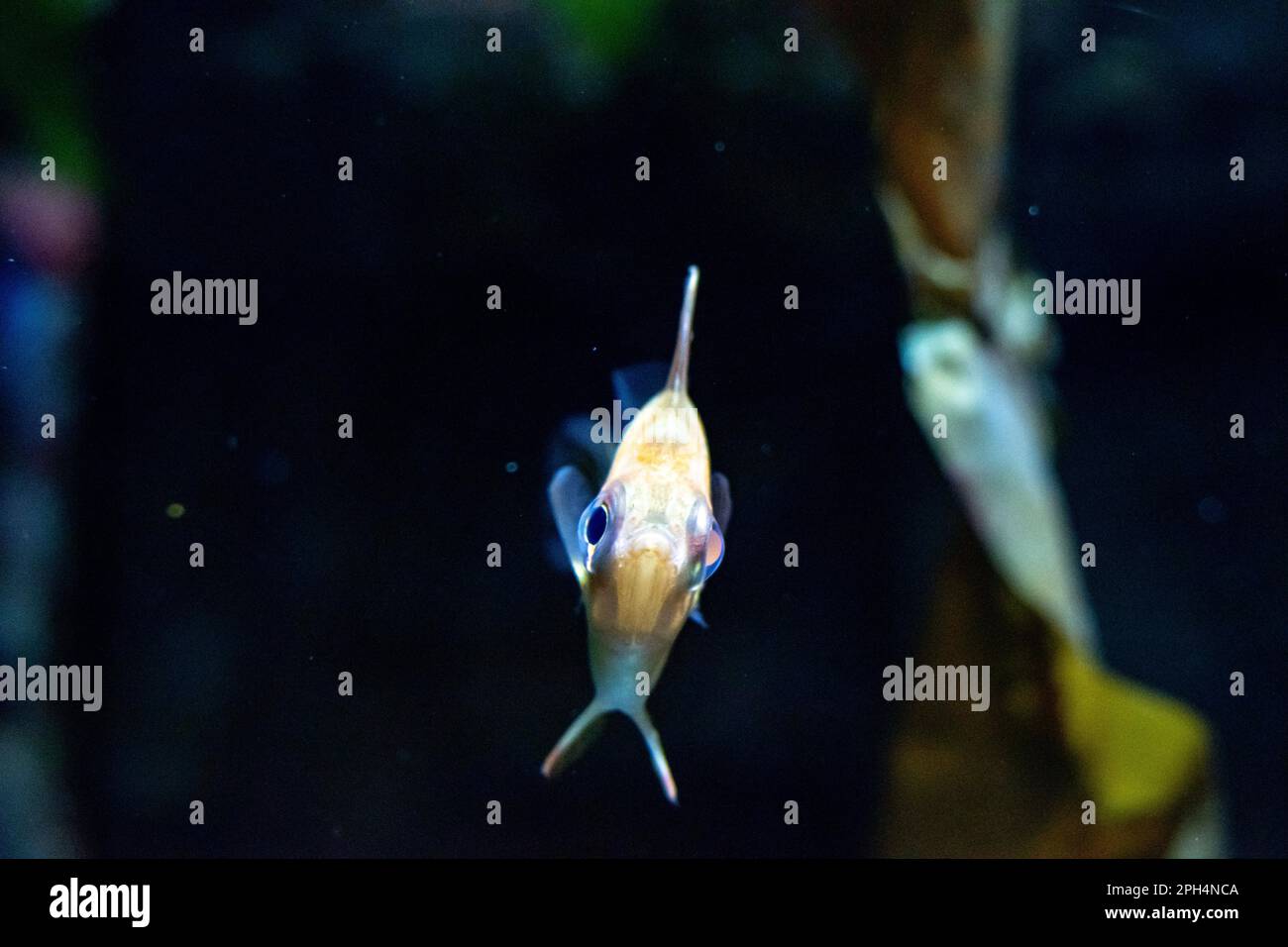 Boarfish hi-res stock photography and images - Alamy