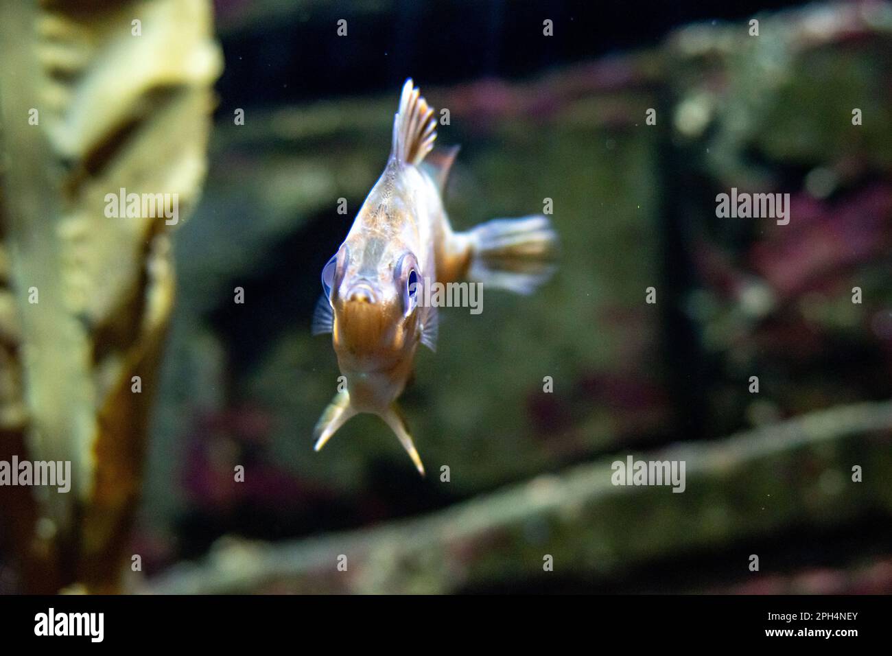 Boarfish hi-res stock photography and images - Alamy