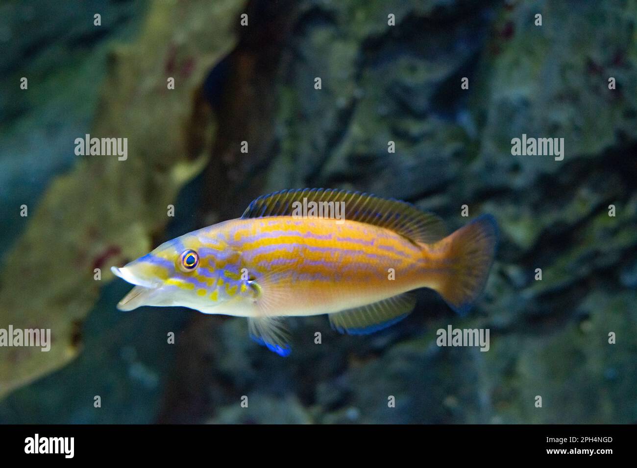 Cuckoo wrasse uk hi-res stock photography and images - Alamy