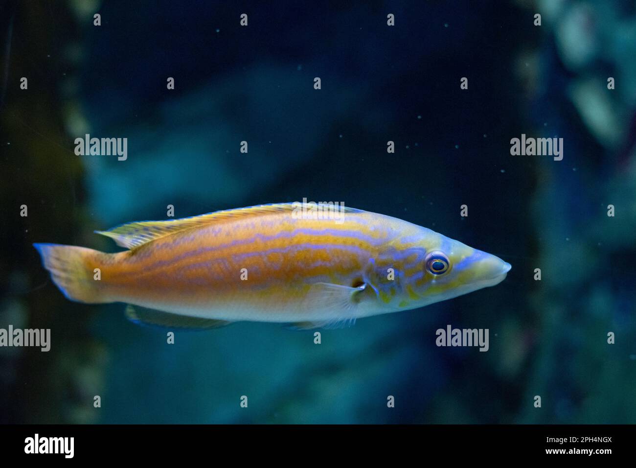 Cuckoo wrasse uk hi-res stock photography and images - Alamy