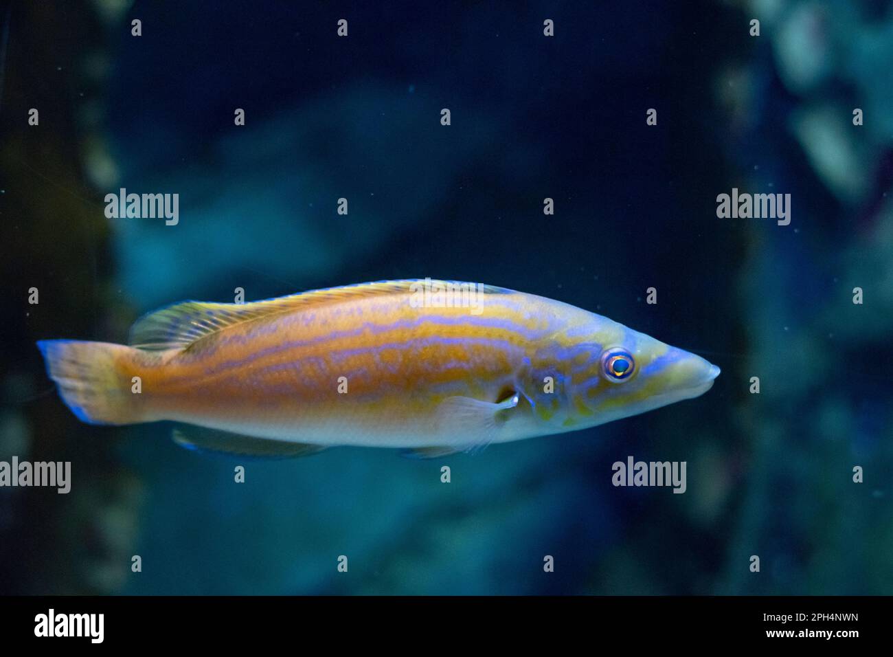 Cuckoo wrasse uk hi-res stock photography and images - Alamy