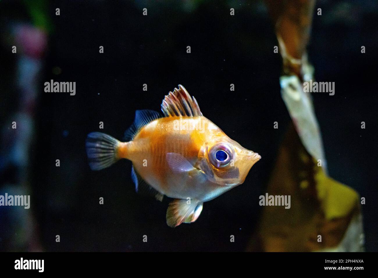 Boarfish hi-res stock photography and images - Alamy