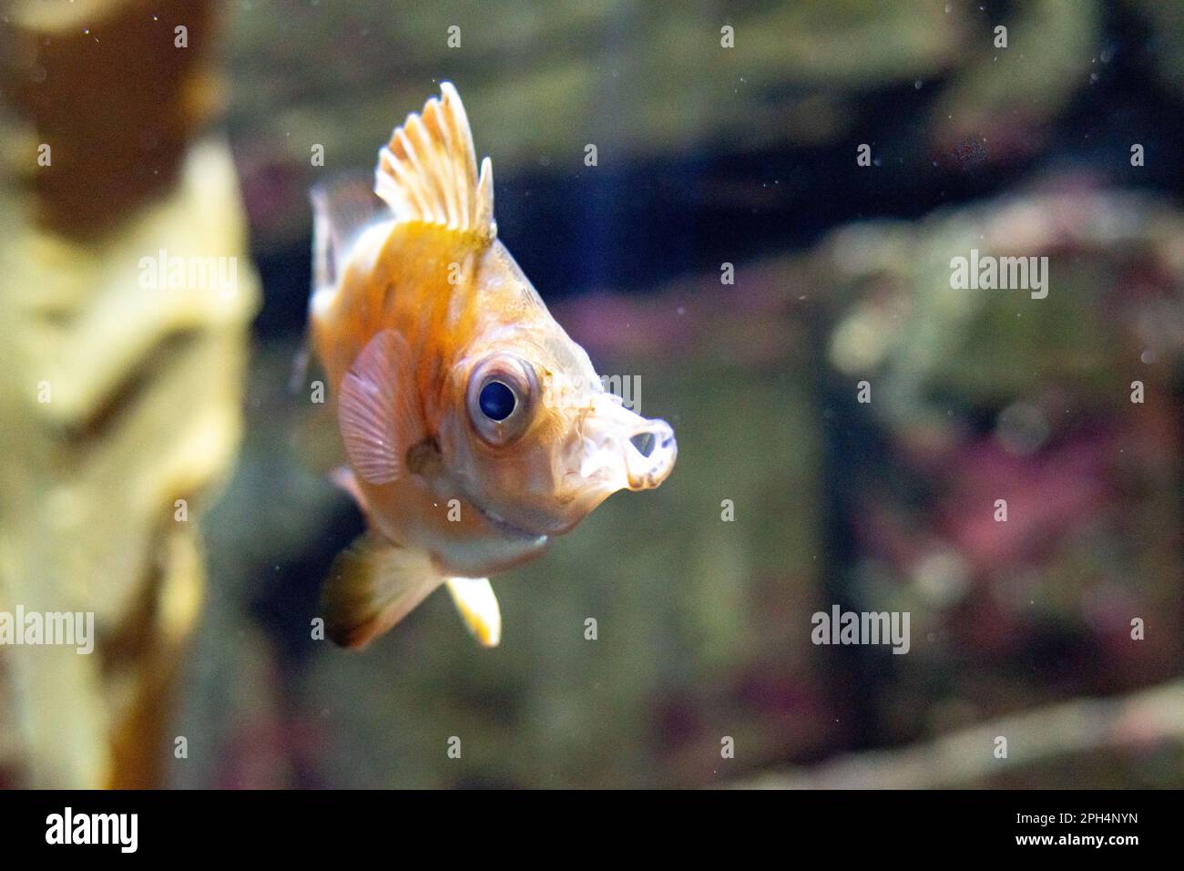 Boarfish hi-res stock photography and images - Alamy