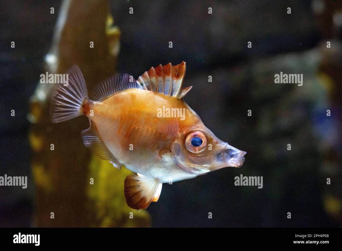 Boarfish hi-res stock photography and images - Alamy