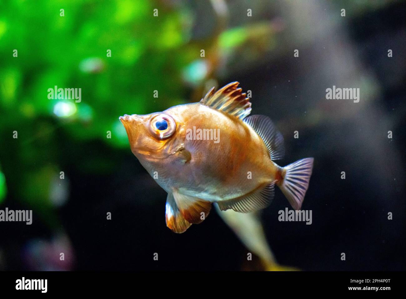 Boarfish hi-res stock photography and images - Alamy