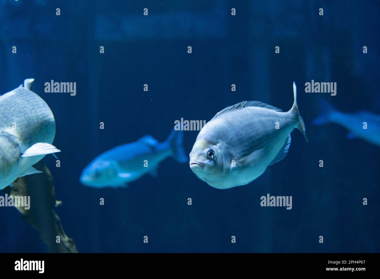 Black bream hi-res stock photography and images - Alamy