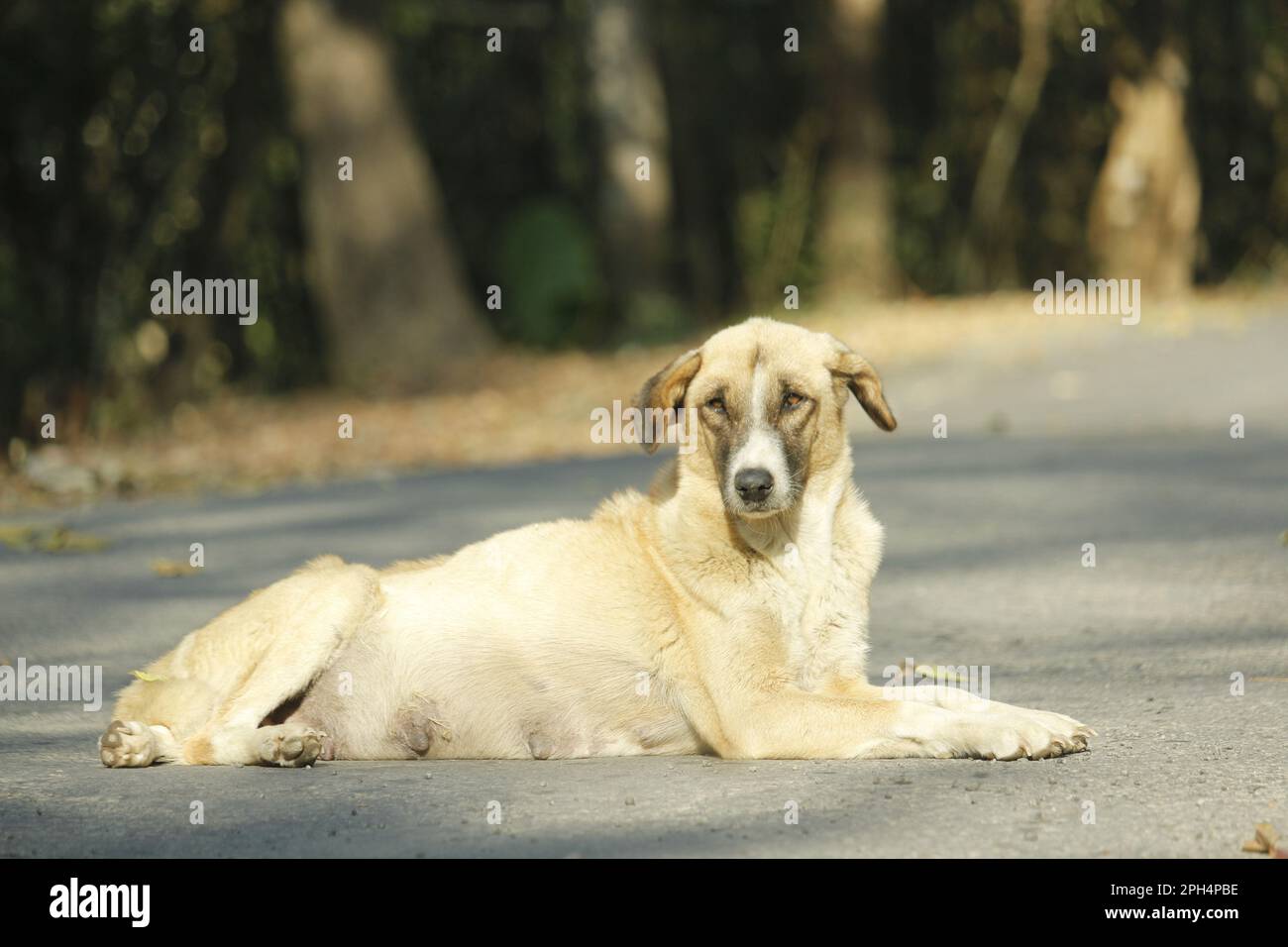A pale beige street dog lying on the road and looking at the camera ...