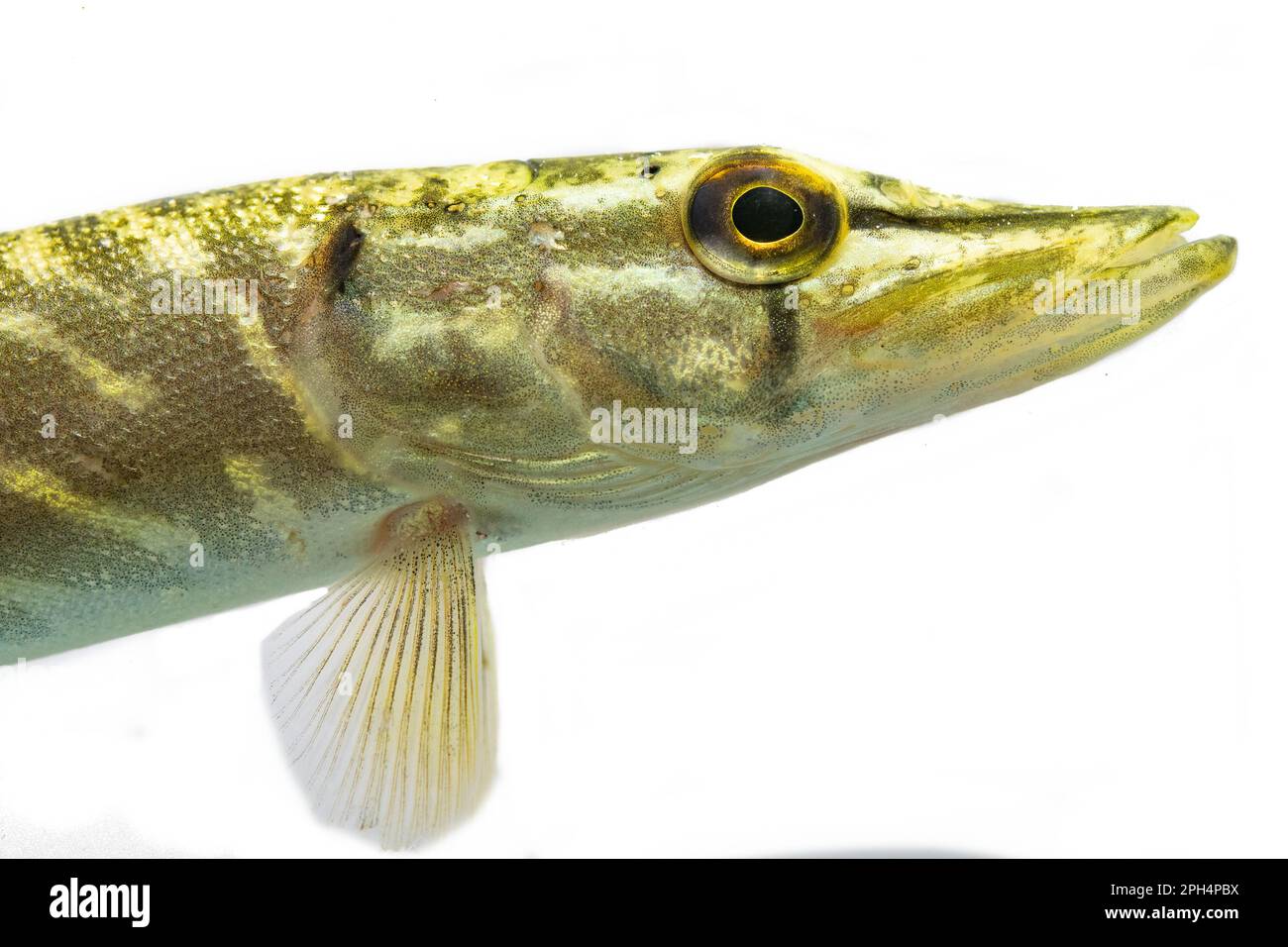 Small pike hi-res stock photography and images - Alamy