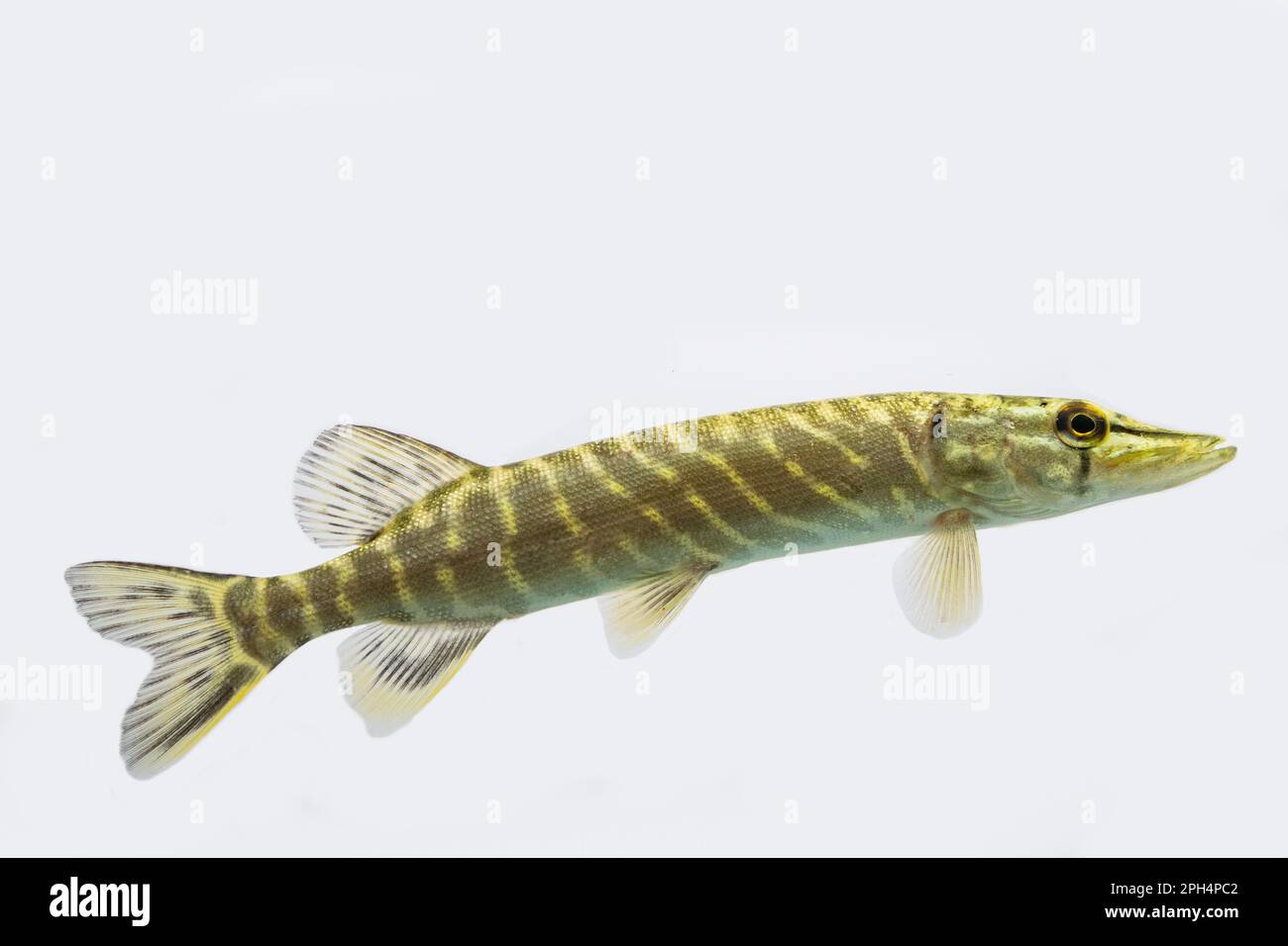 Small pike hi-res stock photography and images - Alamy