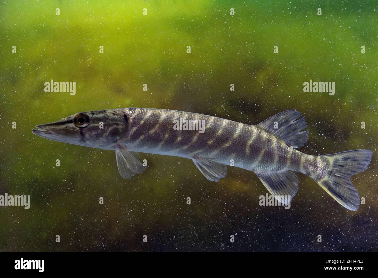 Small pike hi-res stock photography and images - Alamy