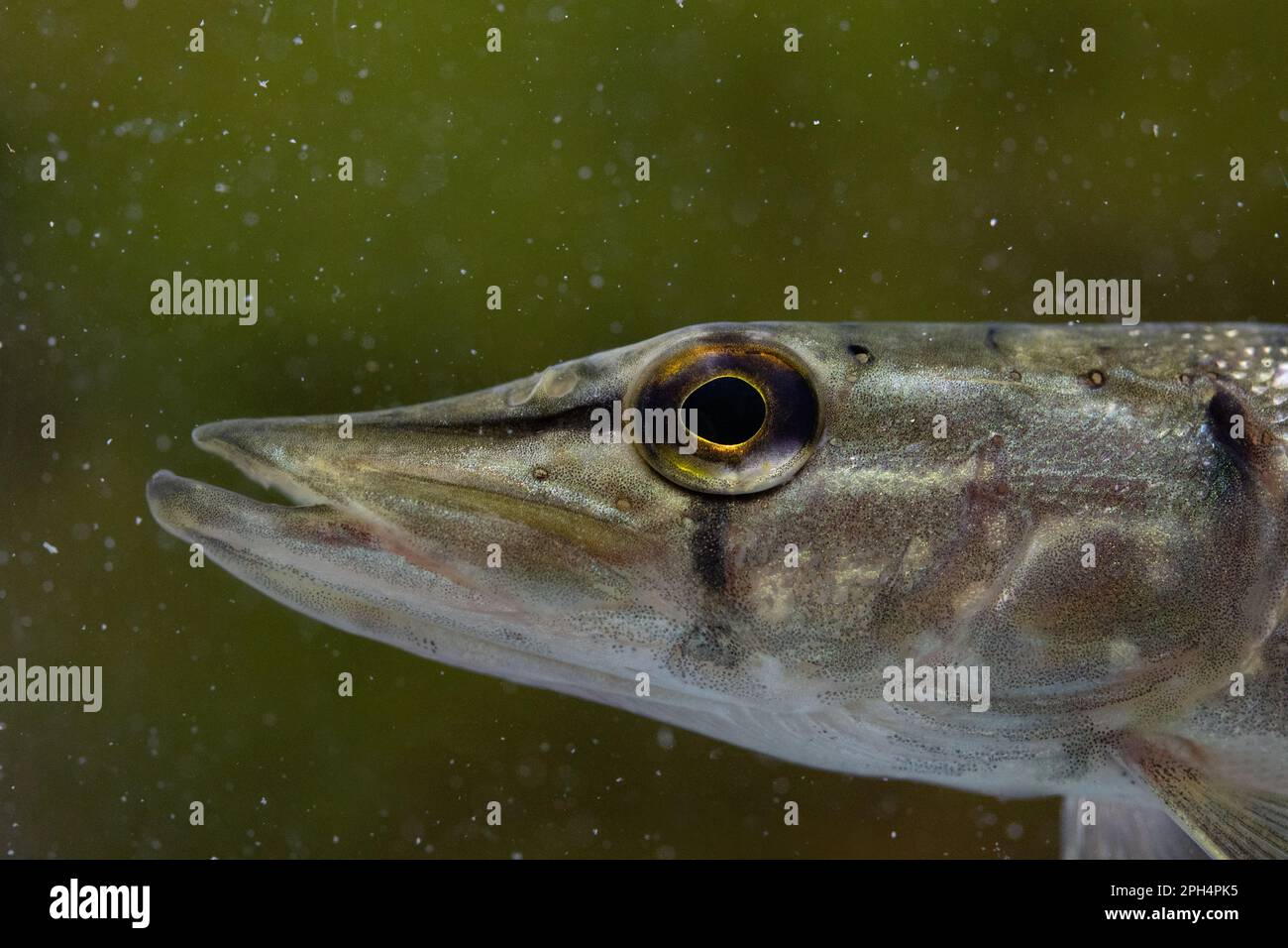 Small pike hi-res stock photography and images - Alamy