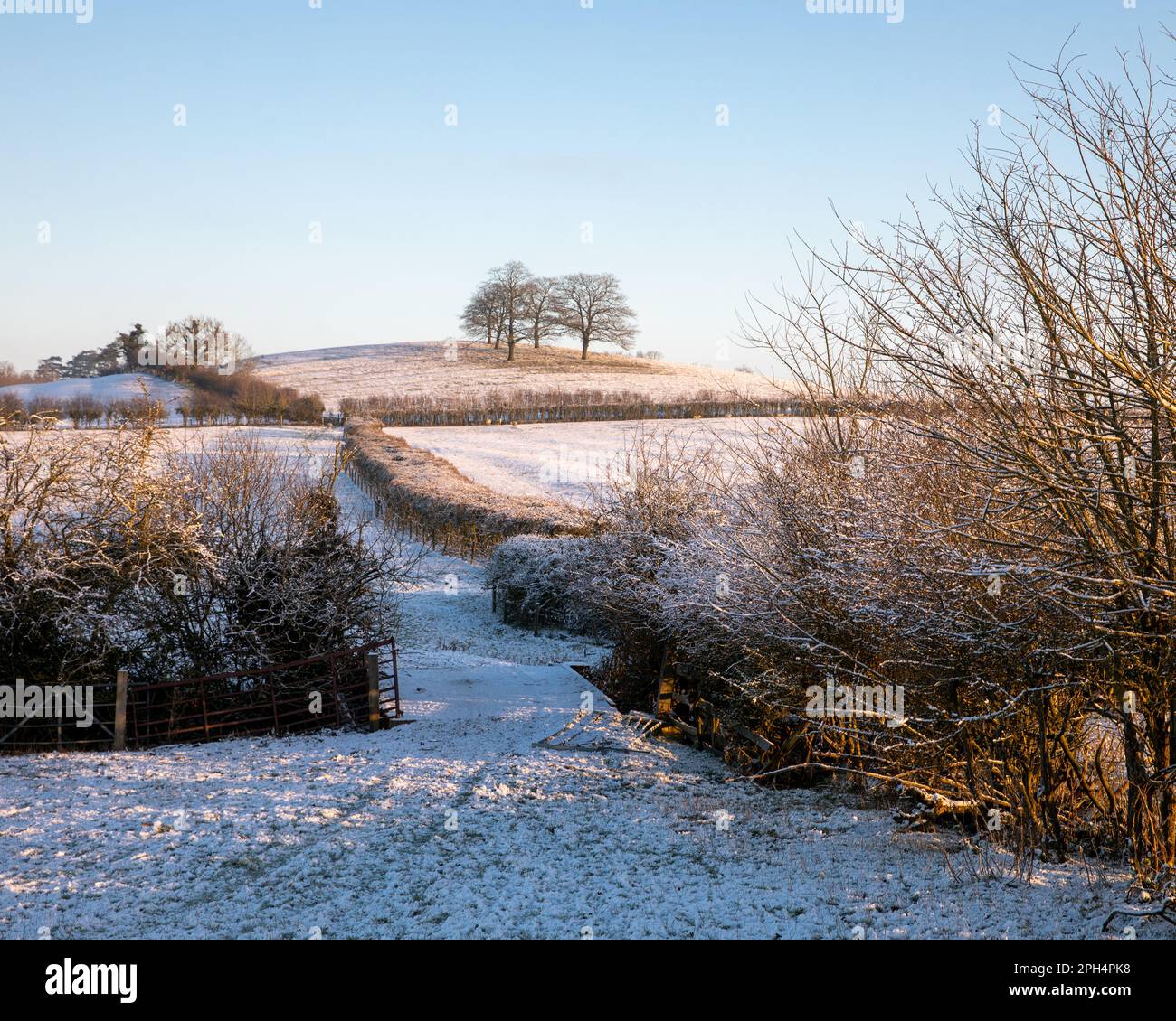 Snowy track leading to a hilltop clump of trees Stock Photo - Alamy