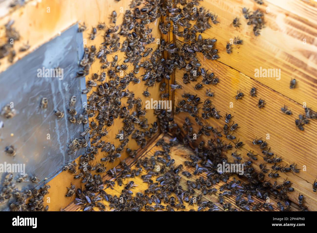 Extremely beautiful honey bees in a hive where the frames are filled ...