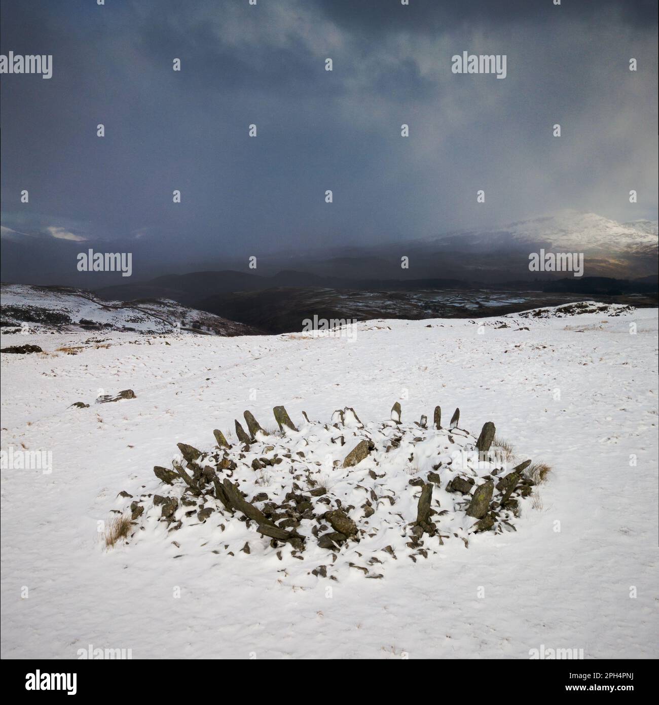 A snow covered Crown of Thorns Stock Photo - Alamy