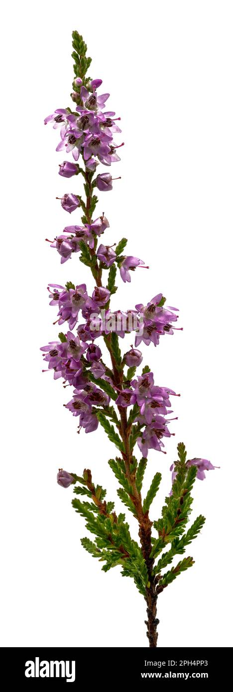 Common Heather Calluna vulgaris on a white background, large size Stock ...
