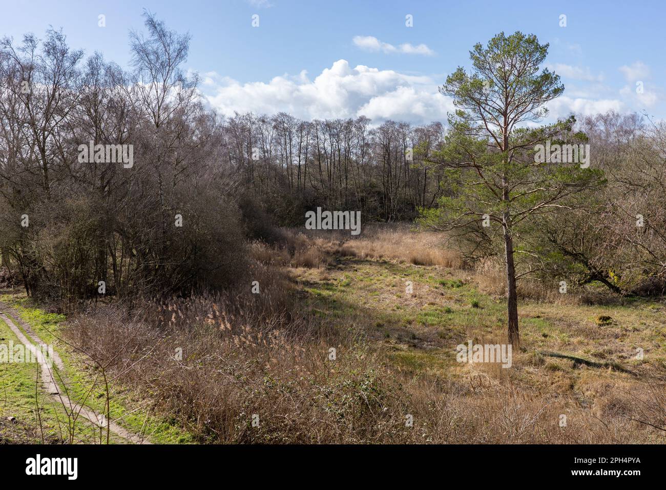 Scots Pine on its own in a fen in winter Stock Photo - Alamy