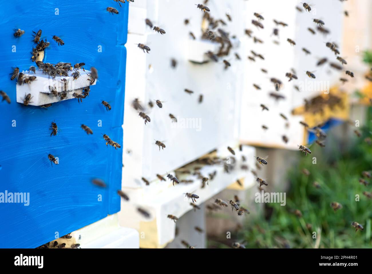 Bees at old hive entrance. Bees returning from honey collection to ...