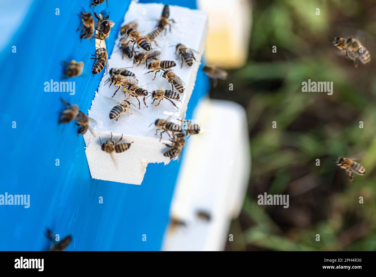 Bees at old hive entrance. Bees returning from honey collection to ...