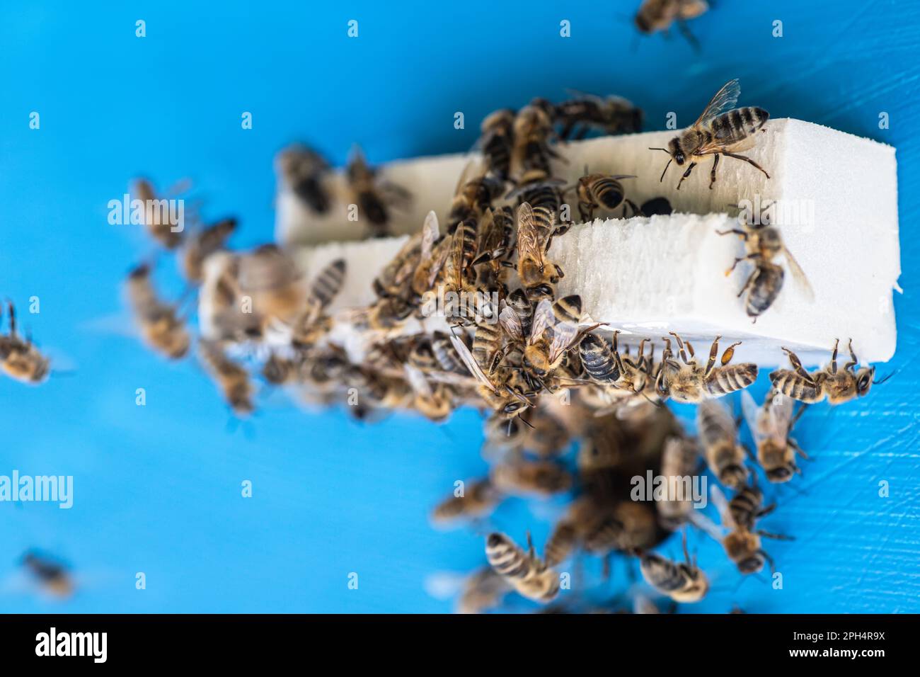 Bees at old hive entrance. Bees returning from honey collection to ...